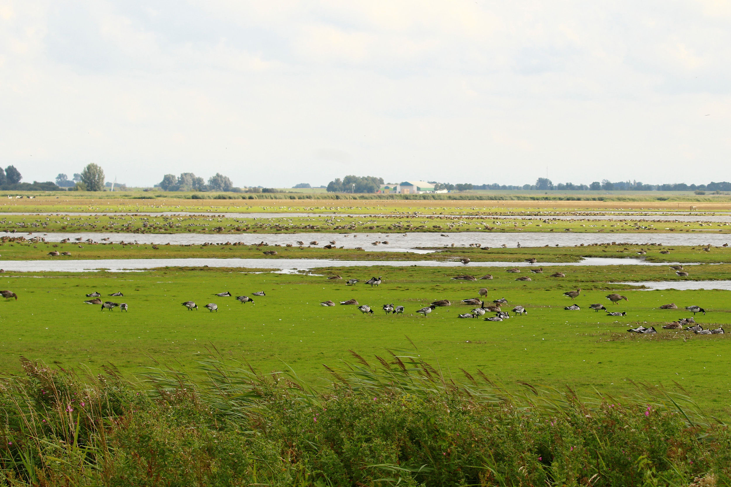 Reisverslag Natuurworkshop aan het Lauwersmeer