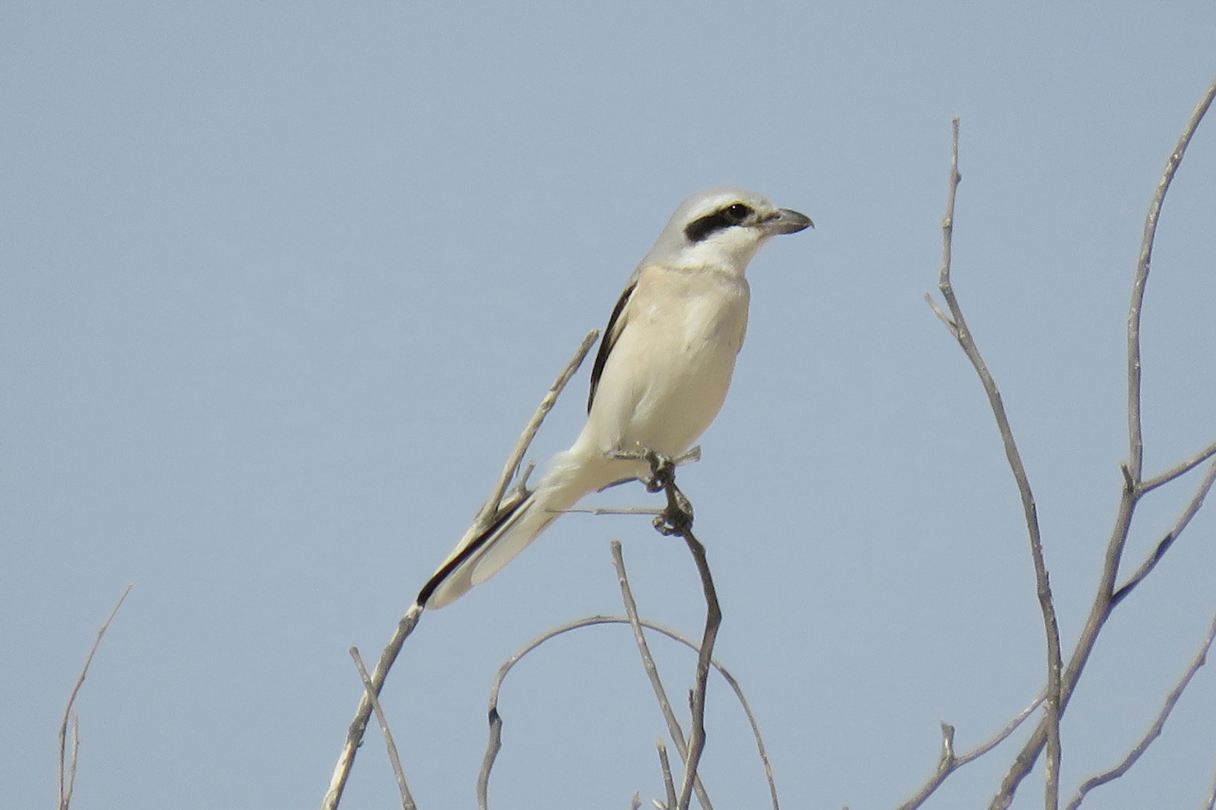 Reisverslag vogelreis naar Oman: een topper van jewelste!