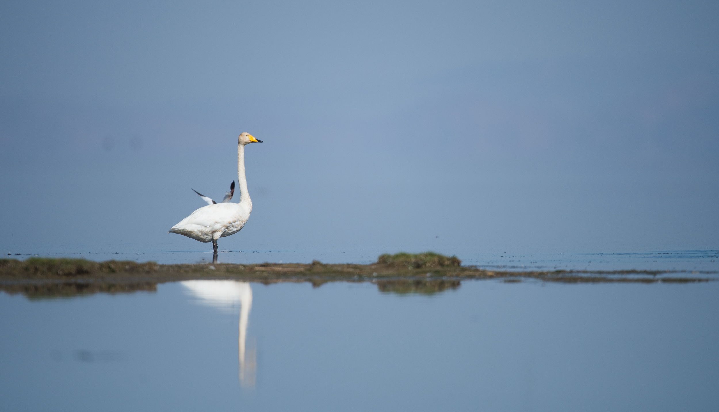 Reisverslag Mongolië voor sneeuwluipaard en pallaskat