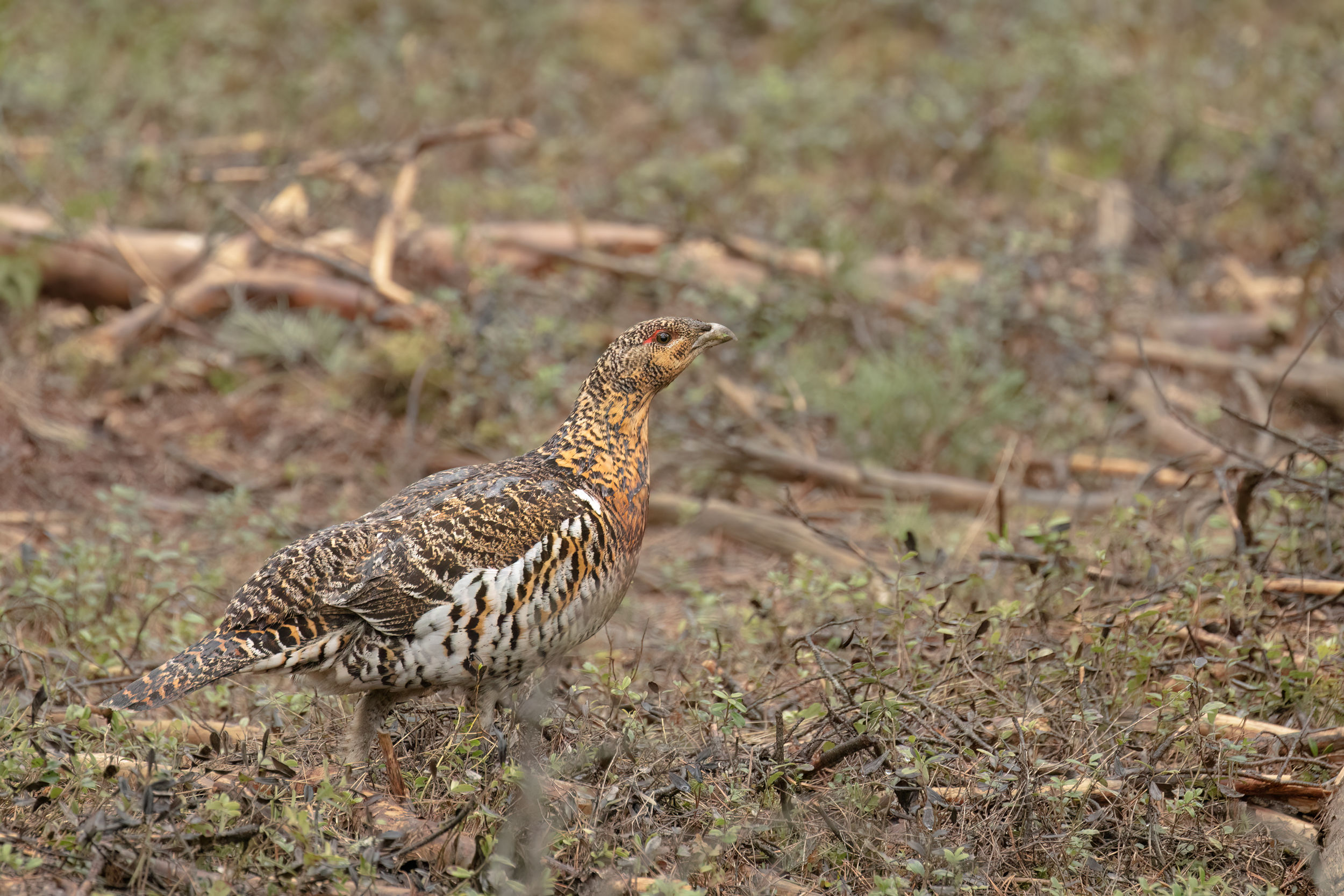 Reisverslag vogel- en bosreis Litouwen-uilen, hoenders, spechten