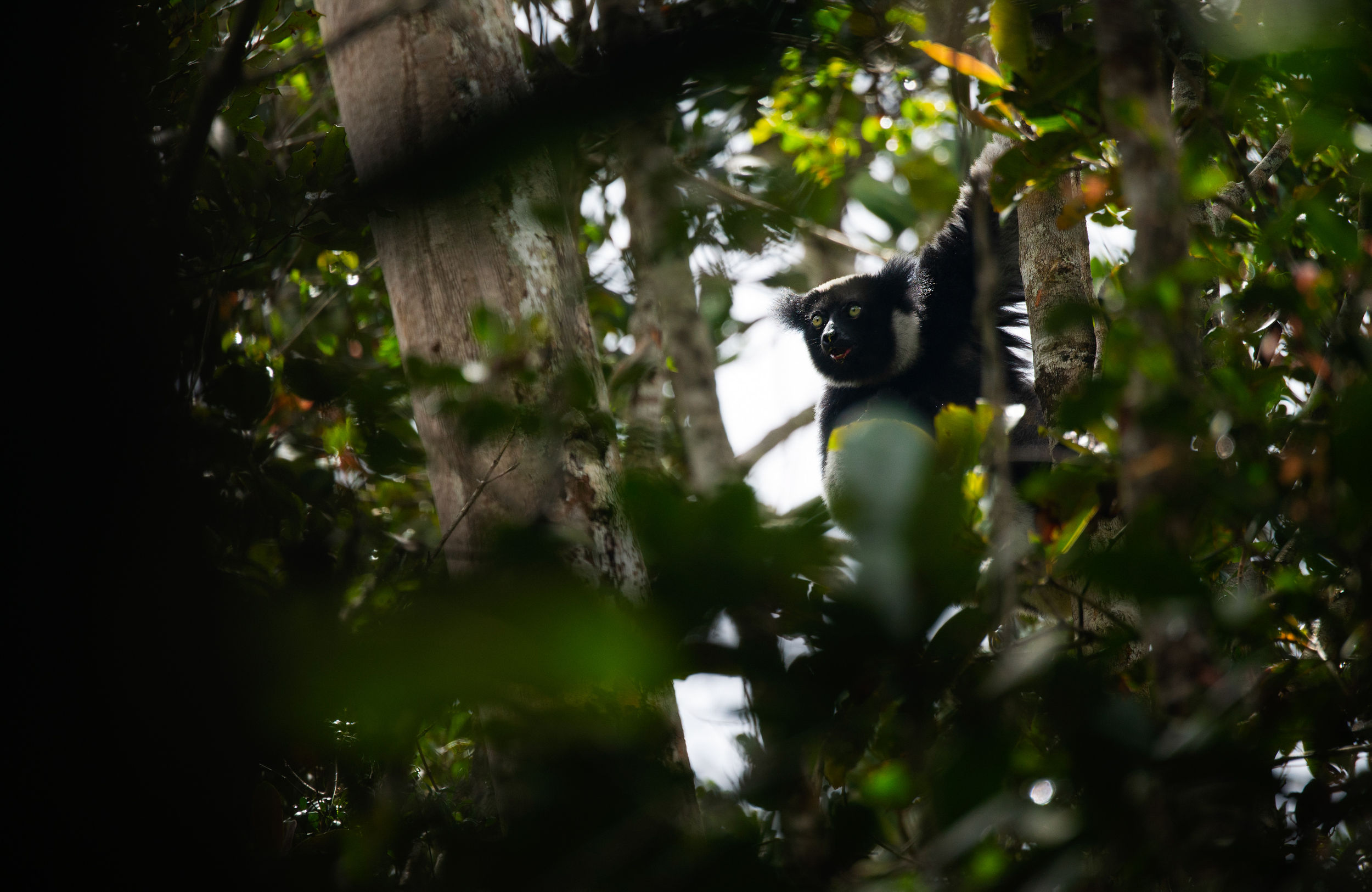 Trip report: the first STARLING nature tour to Madagascar - STARLING ...