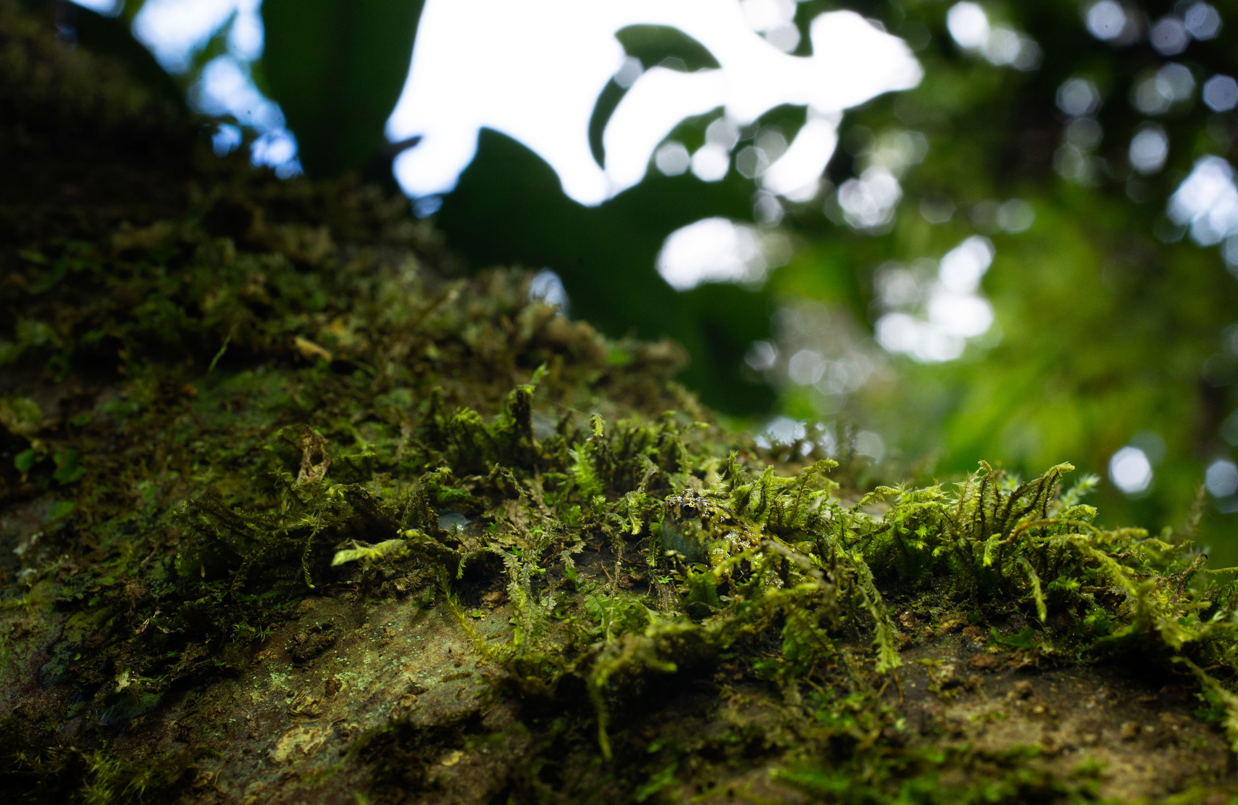 Trip report: the first STARLING nature tour to Madagascar - STARLING ...