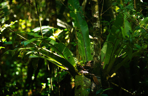 Trip report: the first STARLING nature tour to Madagascar - STARLING ...