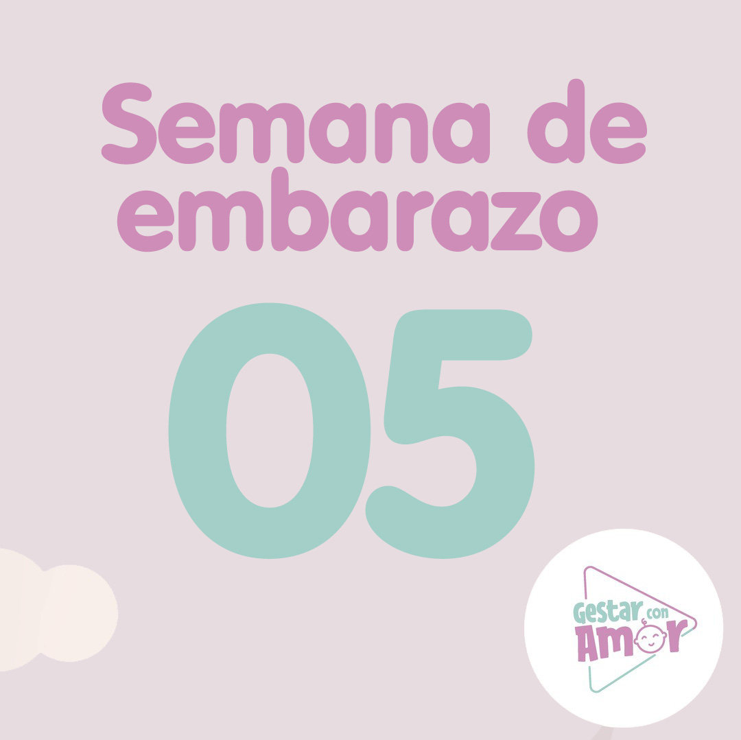 Semana 5 de embarazo - Gestar con Amor Aprende con Gestar con amor