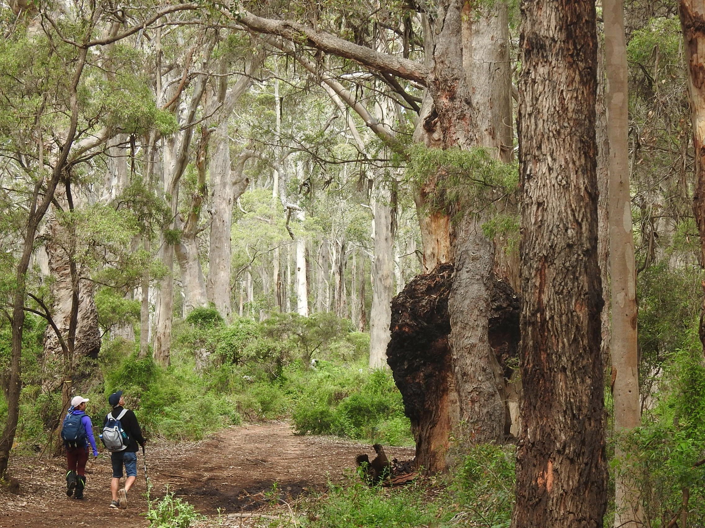 Sustainable travel: holidaying with a light footprint - Cape to Cape ...