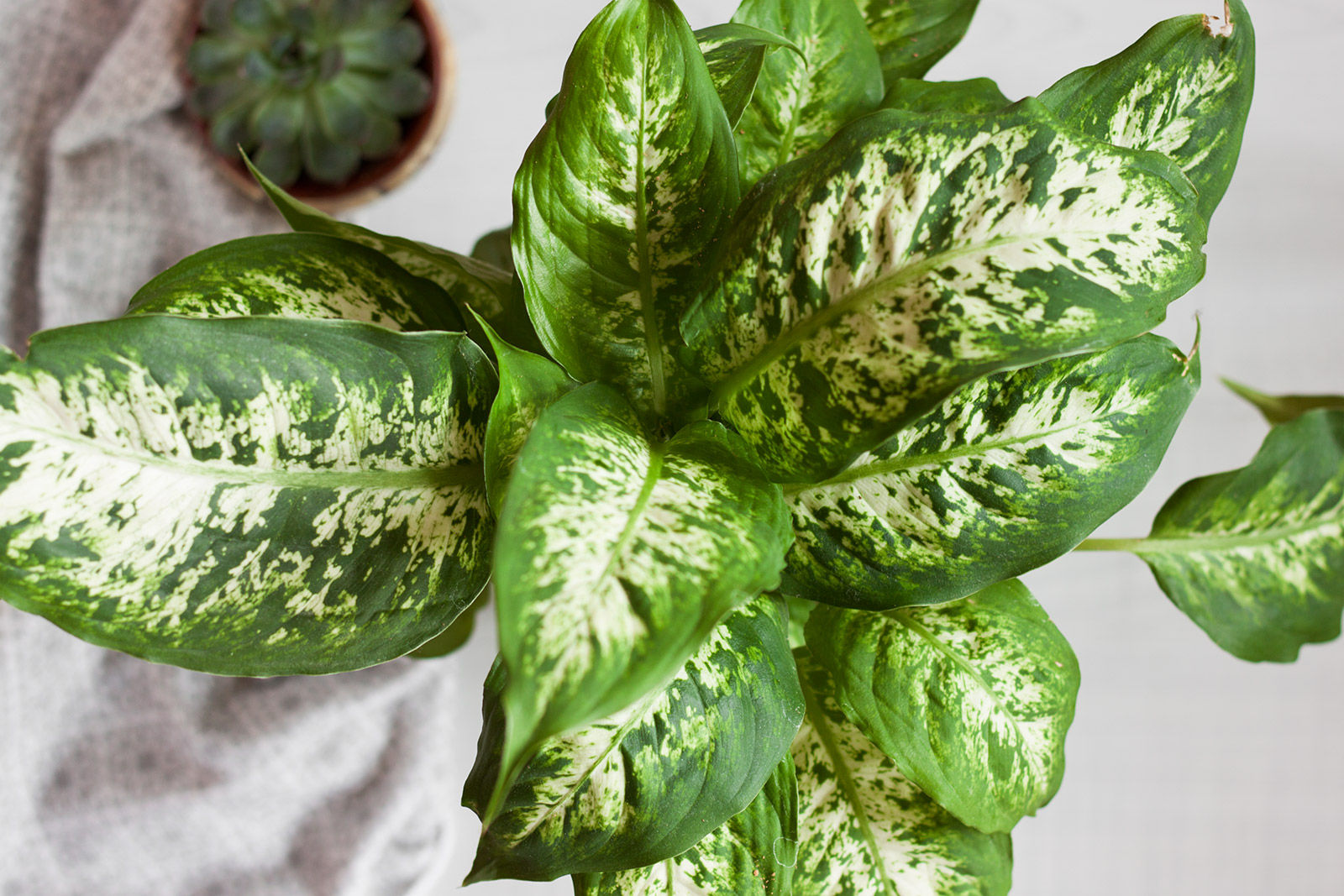 Diffenbachia - piękna i toksyczna | Martyna Czernicki