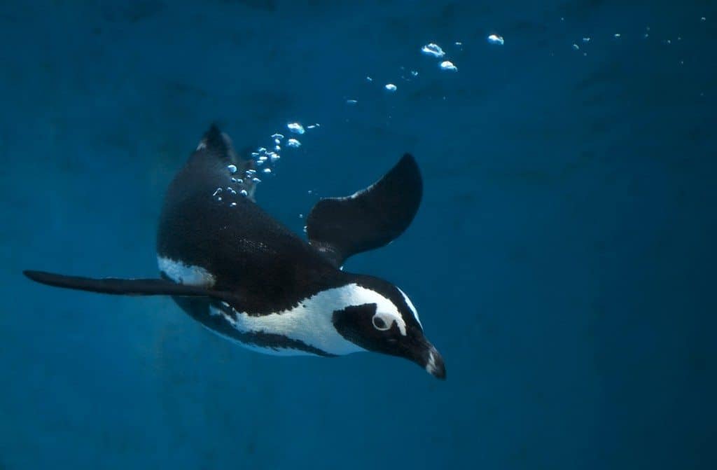 Save the Penguins! - Mindful Living Network