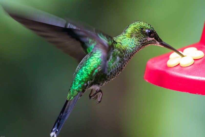 National Hummingbird Day - Mindful Living Network
