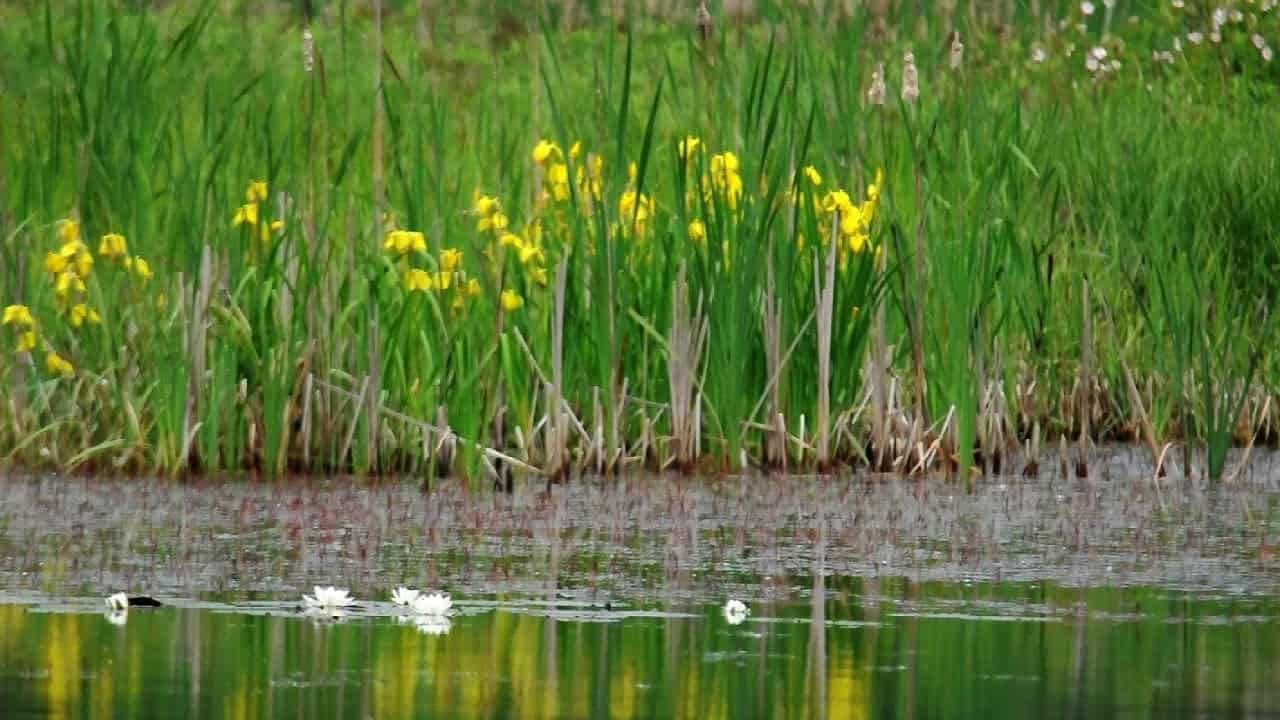 Beautiful Summer Marsh - The Meditation Room® - Mindful Living Network