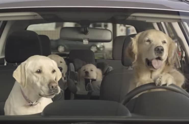 Adorable Dog Commercials by Subaru - Heartwarming Animal Videos ...