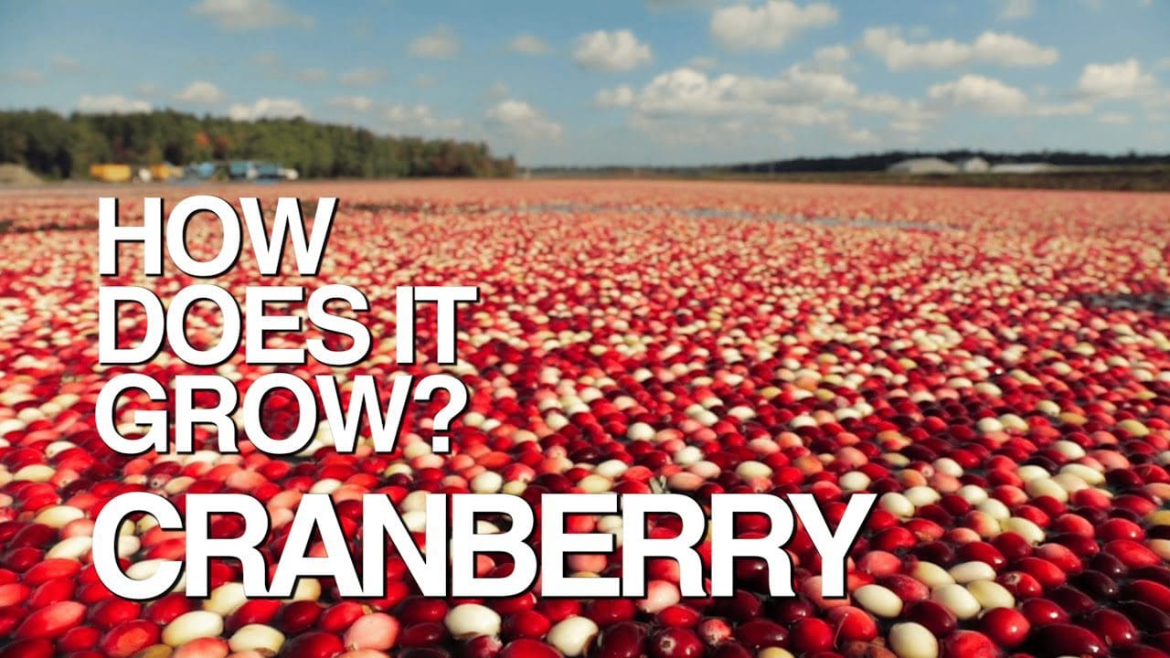Learn How Cranberries Grow - Create Your Own Escape - Mindful Living ...
