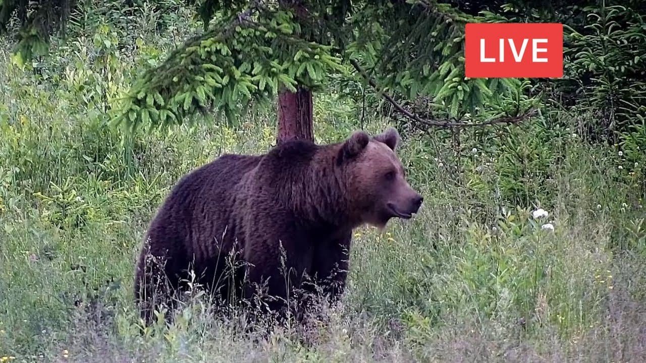Bears of the LIBEARTY Bear Sanctuary in Romania
