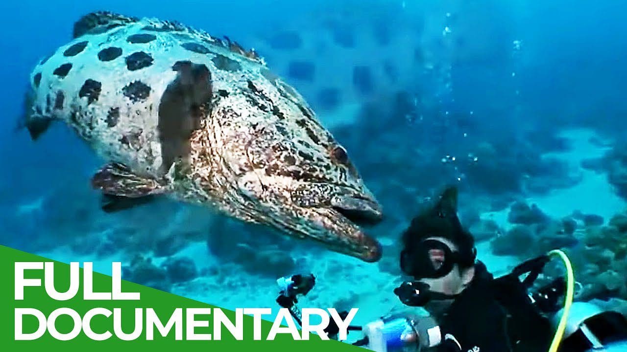 The Underwater Wonderland of Australia - Create Your Own Escape ...
