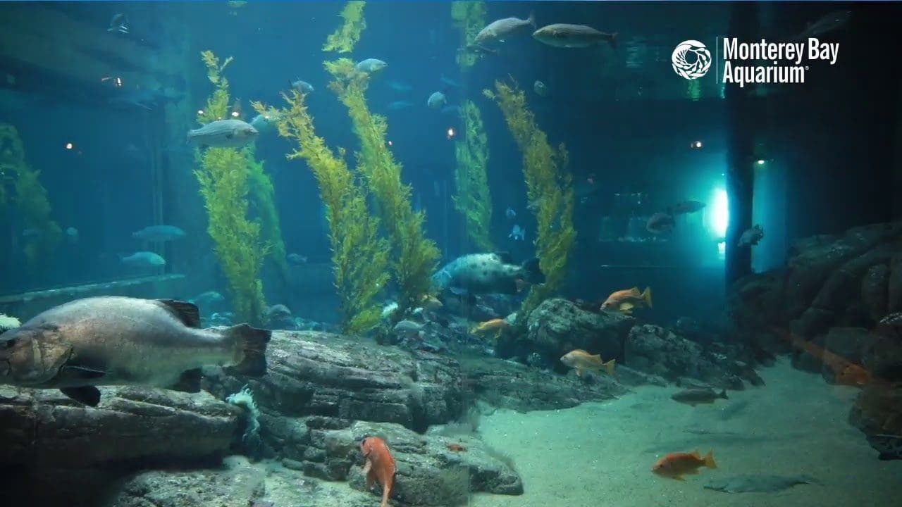 Monterrey Bay Live Underwater Shark Cam - Live Cams & Streaming Feeds ...