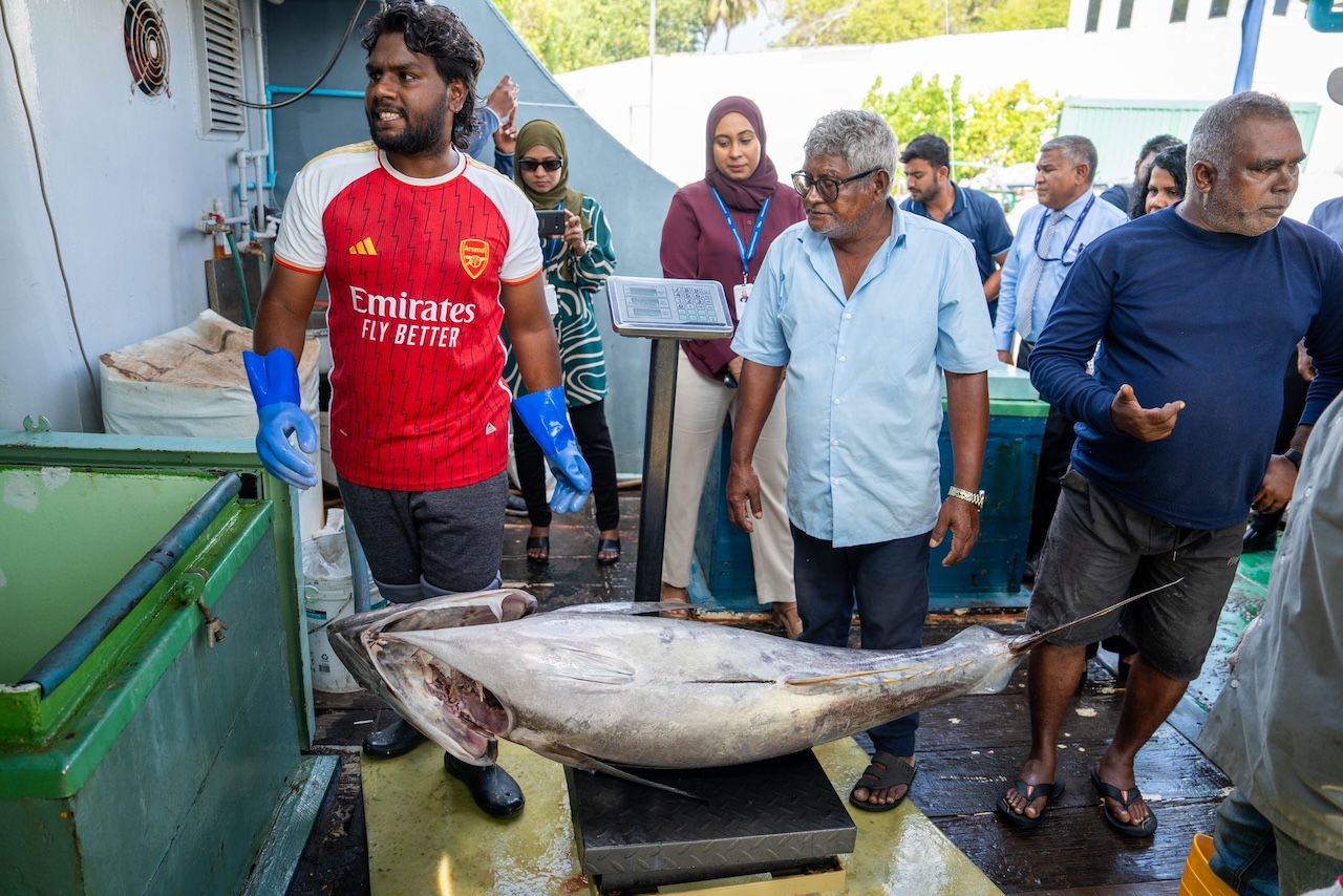 "A good beginning": MIFCO purchases yellowfin tuna after fishermen's ...