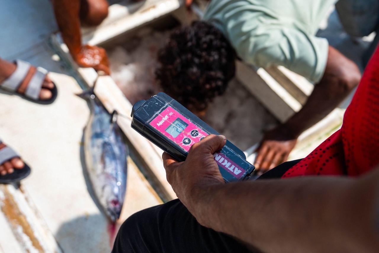 "A good beginning": MIFCO purchases yellowfin tuna after fishermen's ...