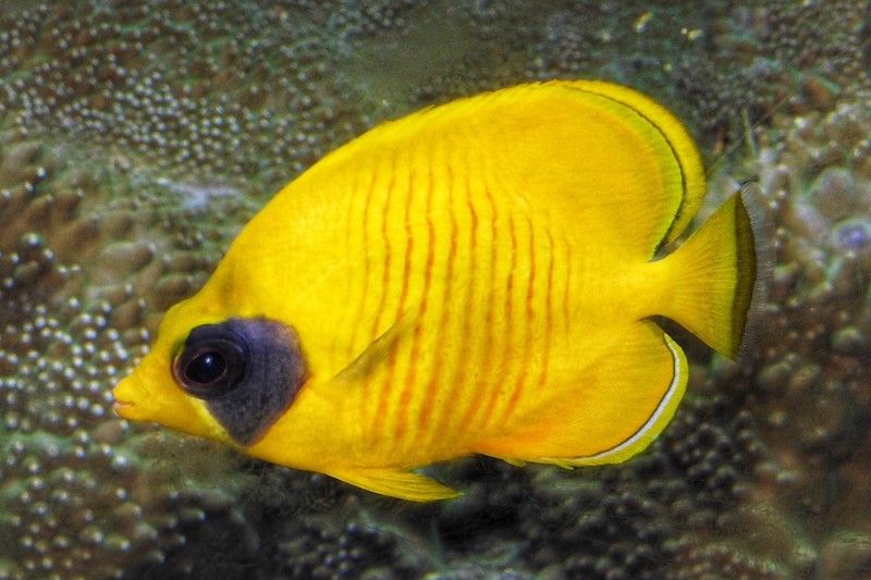 Ciguatera Fish Poisoning and Pregnancy