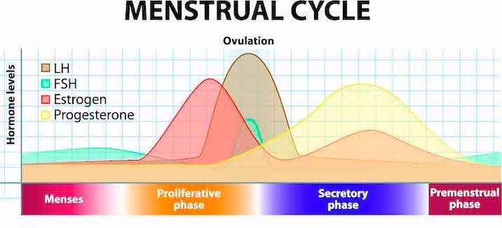 Fsh And Lh Ovulation Diagram Menstrual Cycle. Ovulation