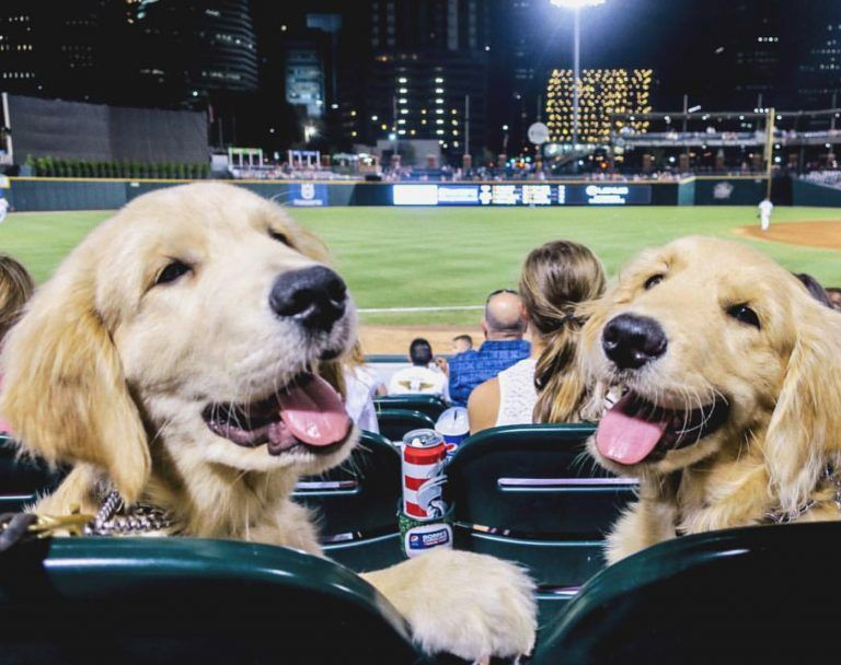A Look at “Dog Day at the Ballpark” Promotions – Mop-Up Duty