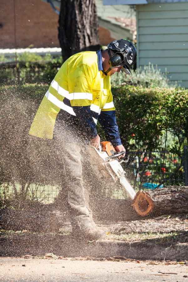 Black Forest Tree Service - Landscaping in Greystanes NSW