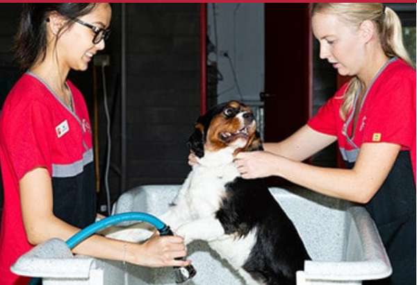 Yeronga Vet Surgery - Veterinarians in Fairfield QLD
