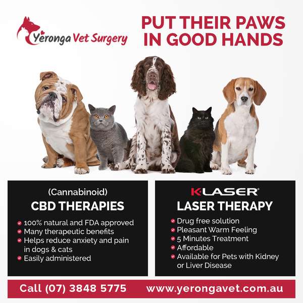 Yeronga Vet Surgery - Veterinarians in Fairfield QLD