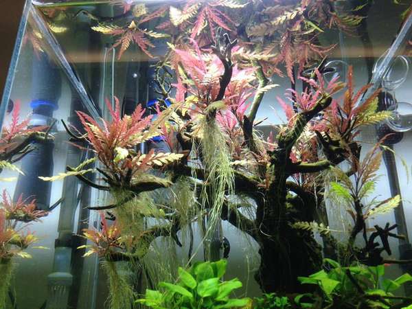 Micro Aquatic Shop - Aquariums & Fish Tanks in Sydney NSW