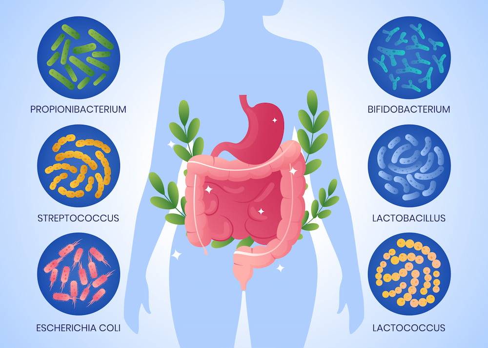LGG – A Multitasking Probiotic | Microbiome Research
