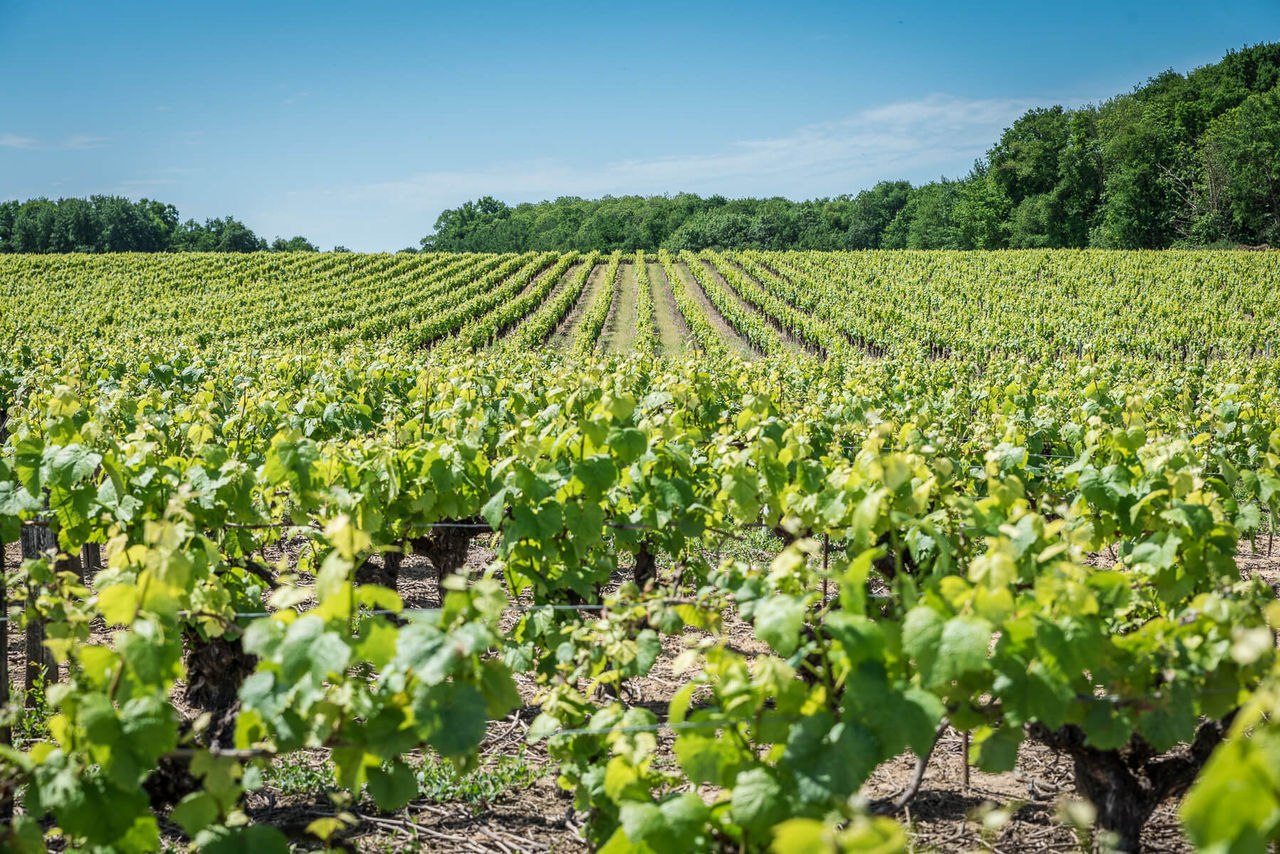 AOC Muscadet - Muscadet