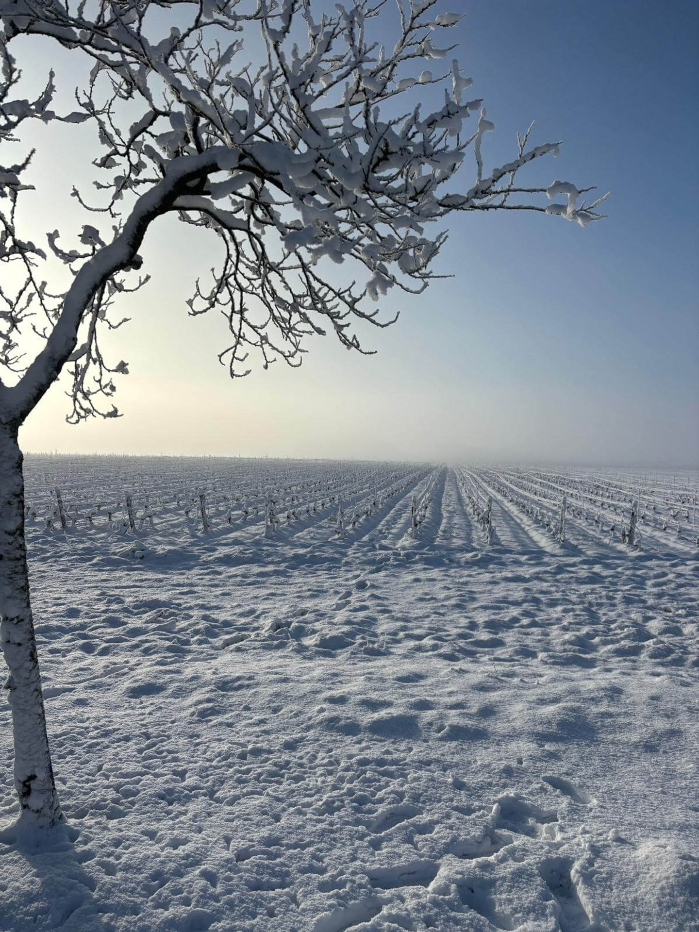 L'actu en images - Décembre / Janvier 2025 - Muscadet