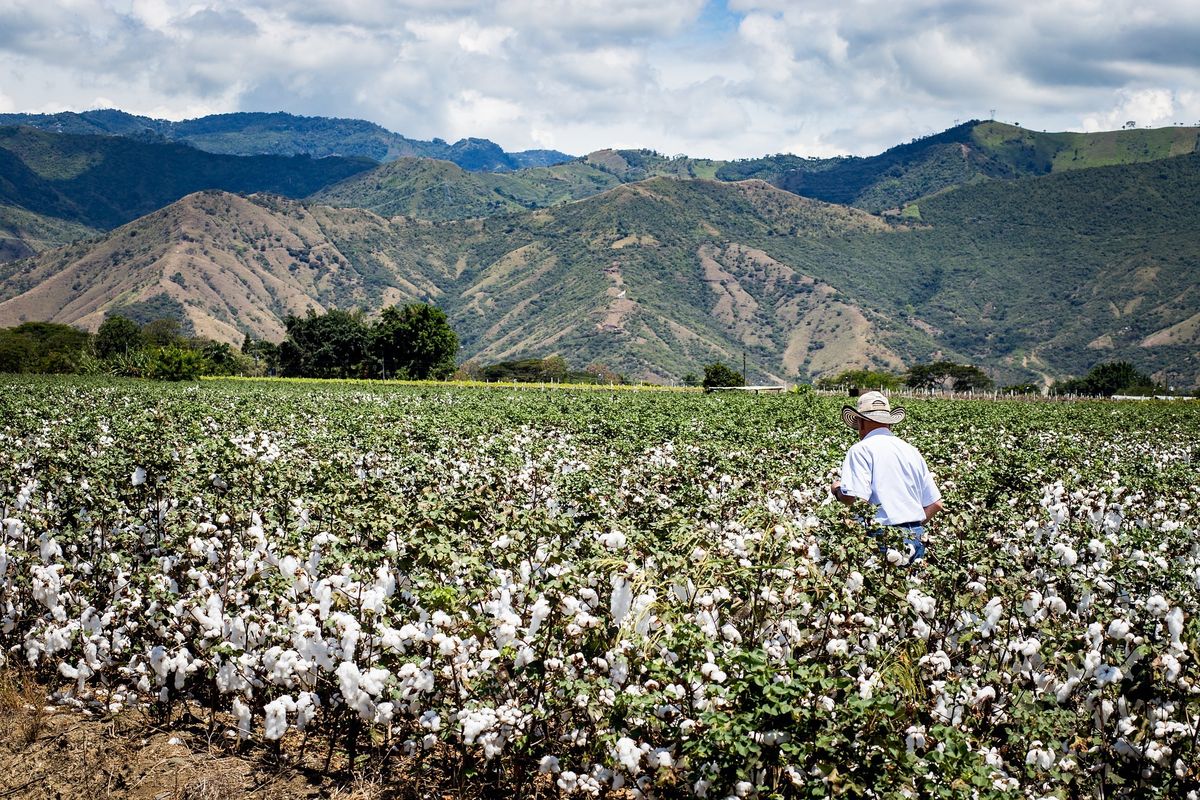 GMO cotton's impact on your health and the environment | COSH!