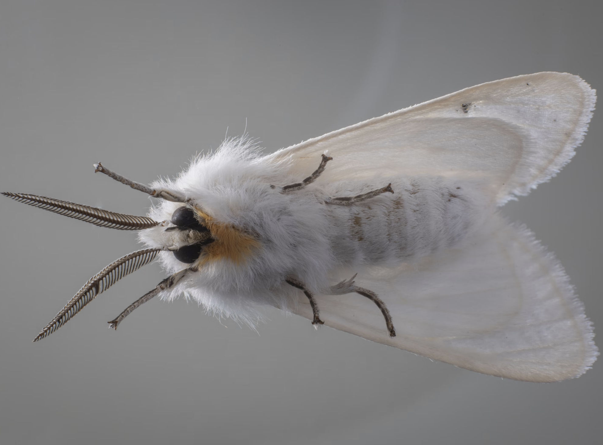 How sustainable and animal-friendly is silk? | COSH!