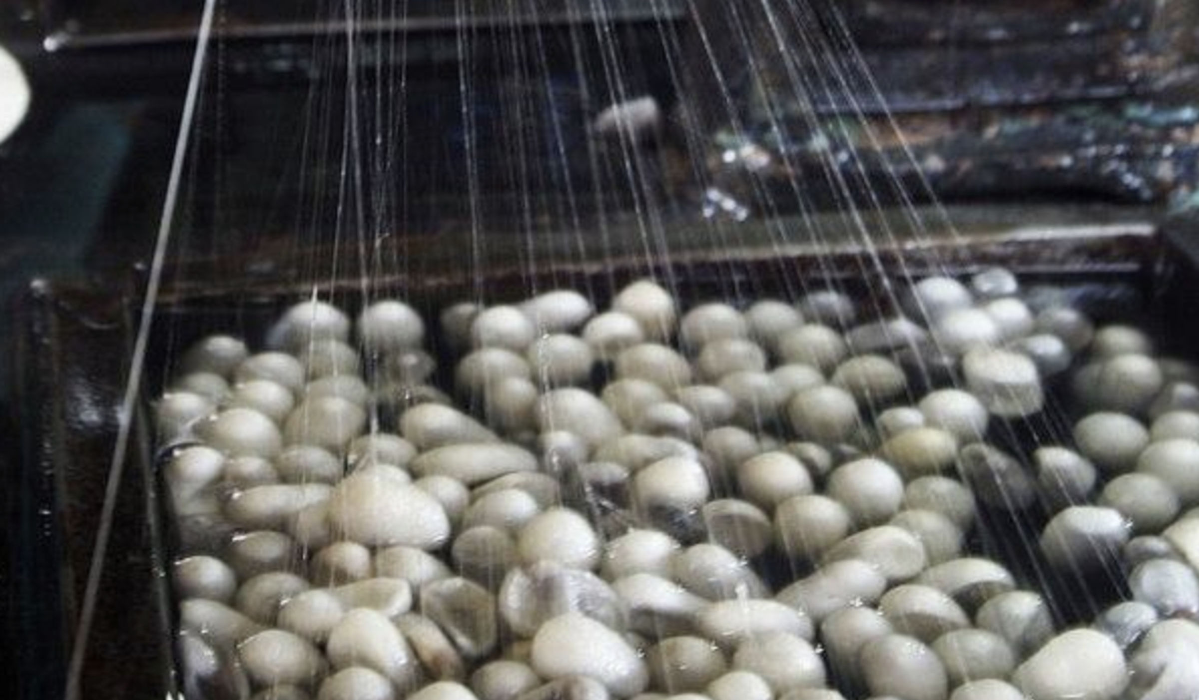How sustainable and animal-friendly is silk? | COSH!