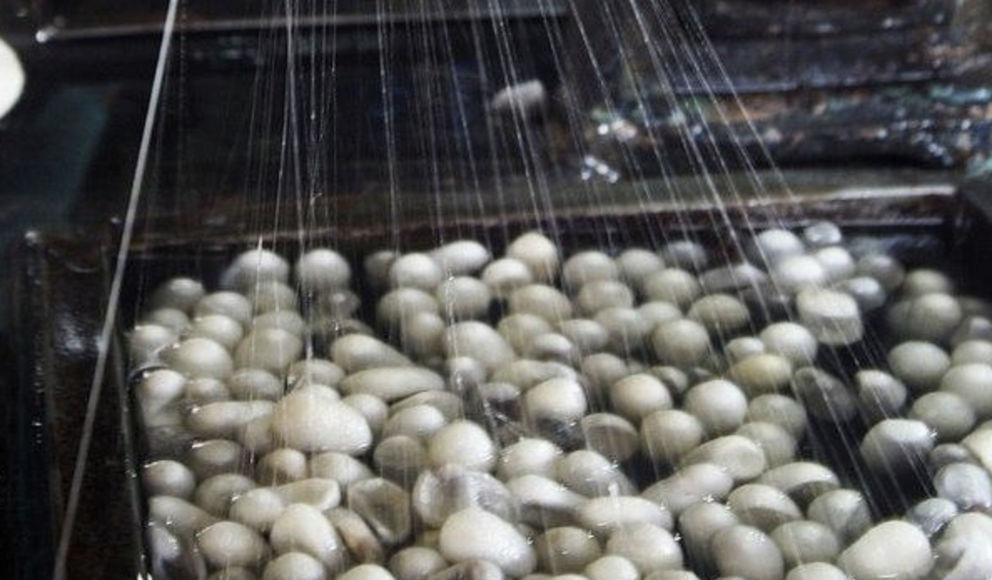 How sustainable and animal-friendly is silk? | COSH!