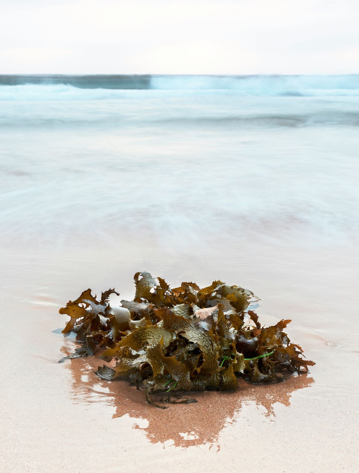 Seaweed Textiles: The Future of More Sustainable Fashion? | COSH!