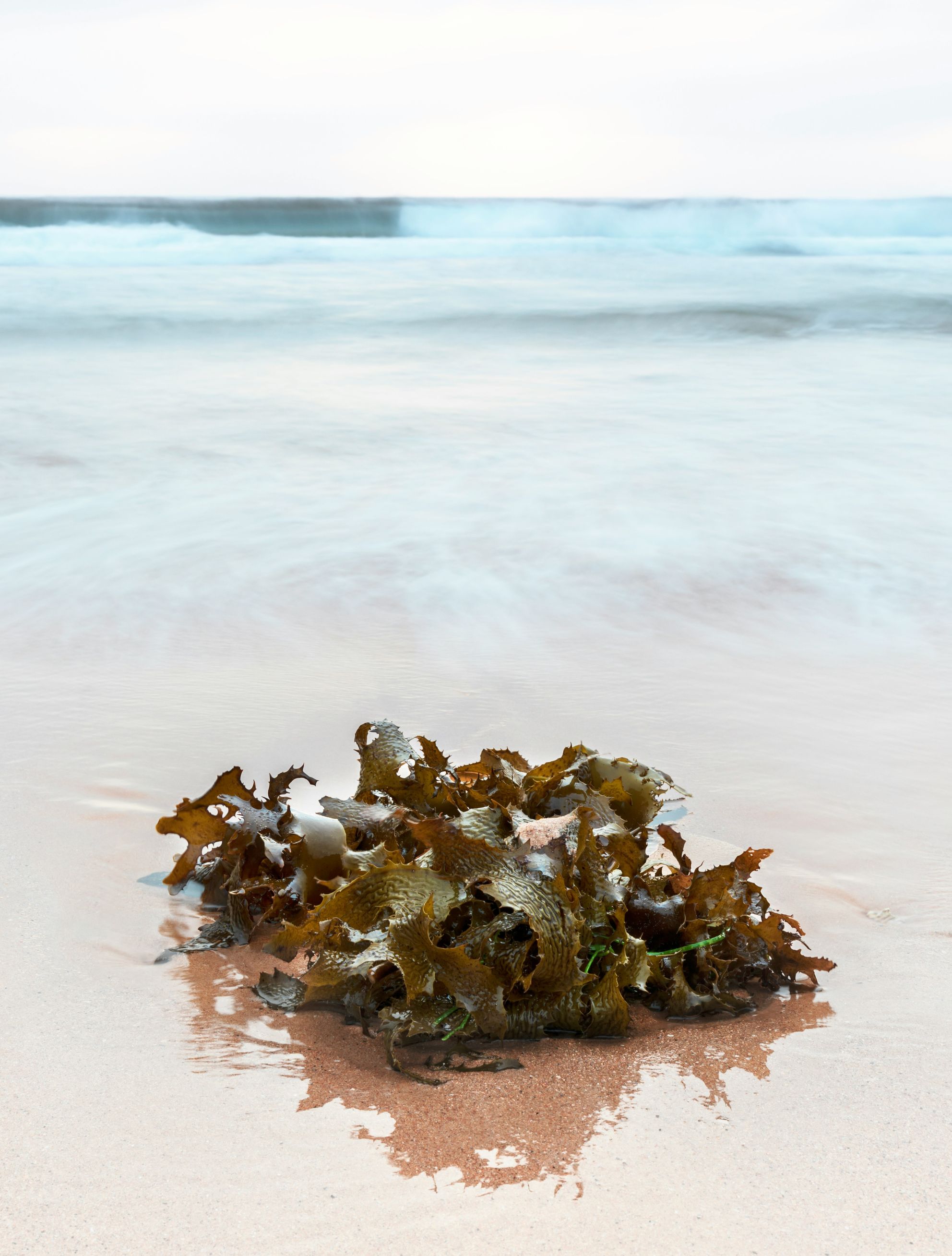 Seaweed Textiles: The Future of More Sustainable Fashion? | COSH!
