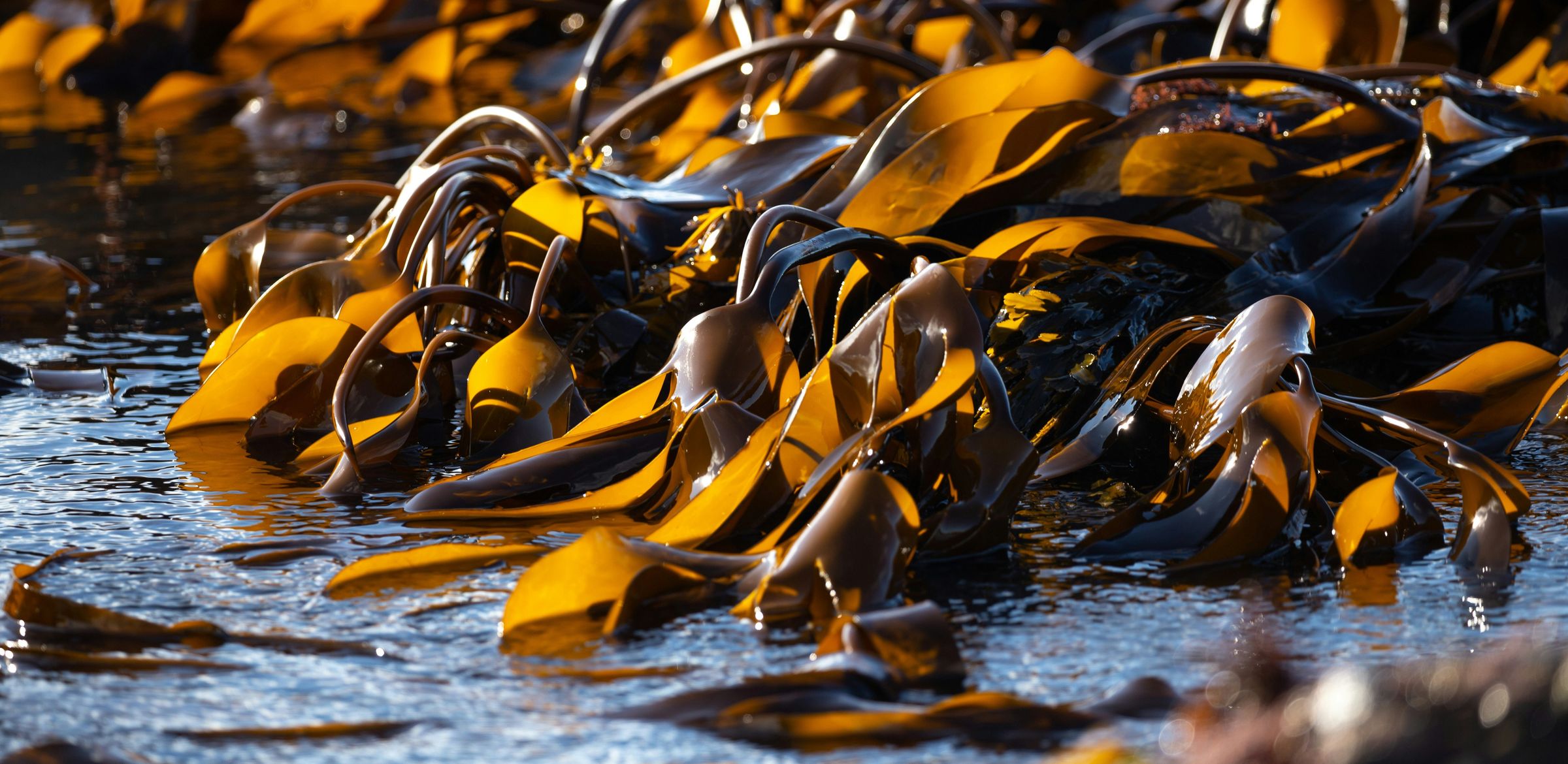 Seaweed Textiles: The Future of More Sustainable Fashion? | COSH!