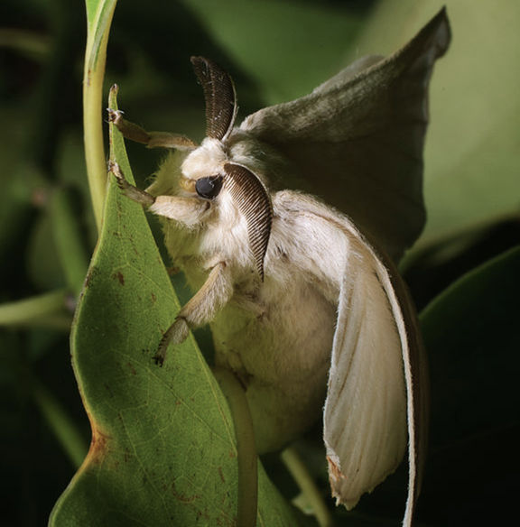 How sustainable and animal-friendly is silk? | COSH!