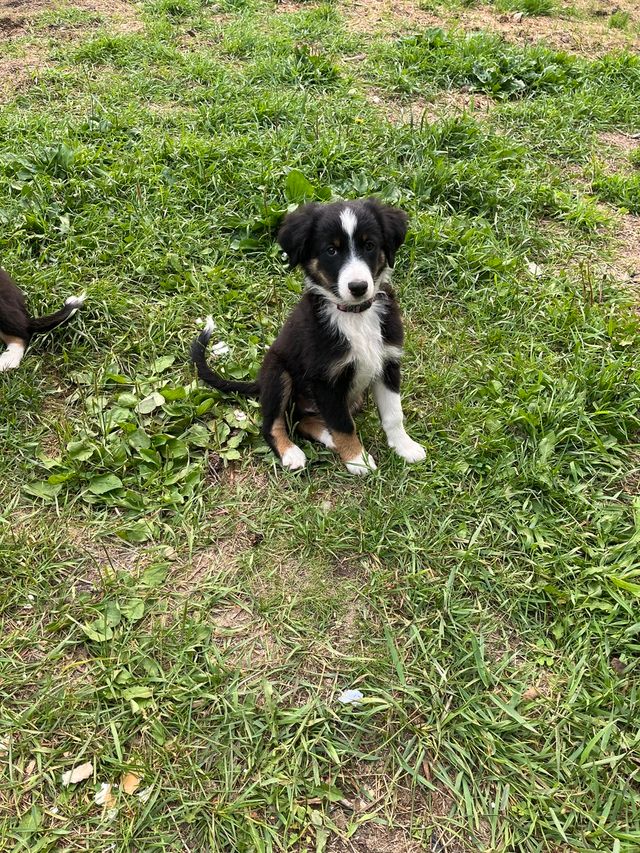Mini Aussie puppies - Christian Marketplace, Directory, and Events Pets ...