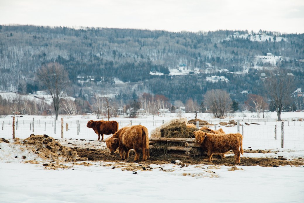 Our Highland Cattle | Le Germain Charlevoix Hotel & Spa