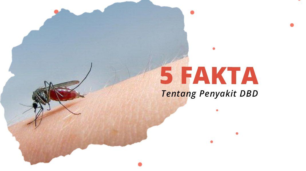 5 Fakta Penting Tentang Demam Berdarah - Natural Farm Indonesia