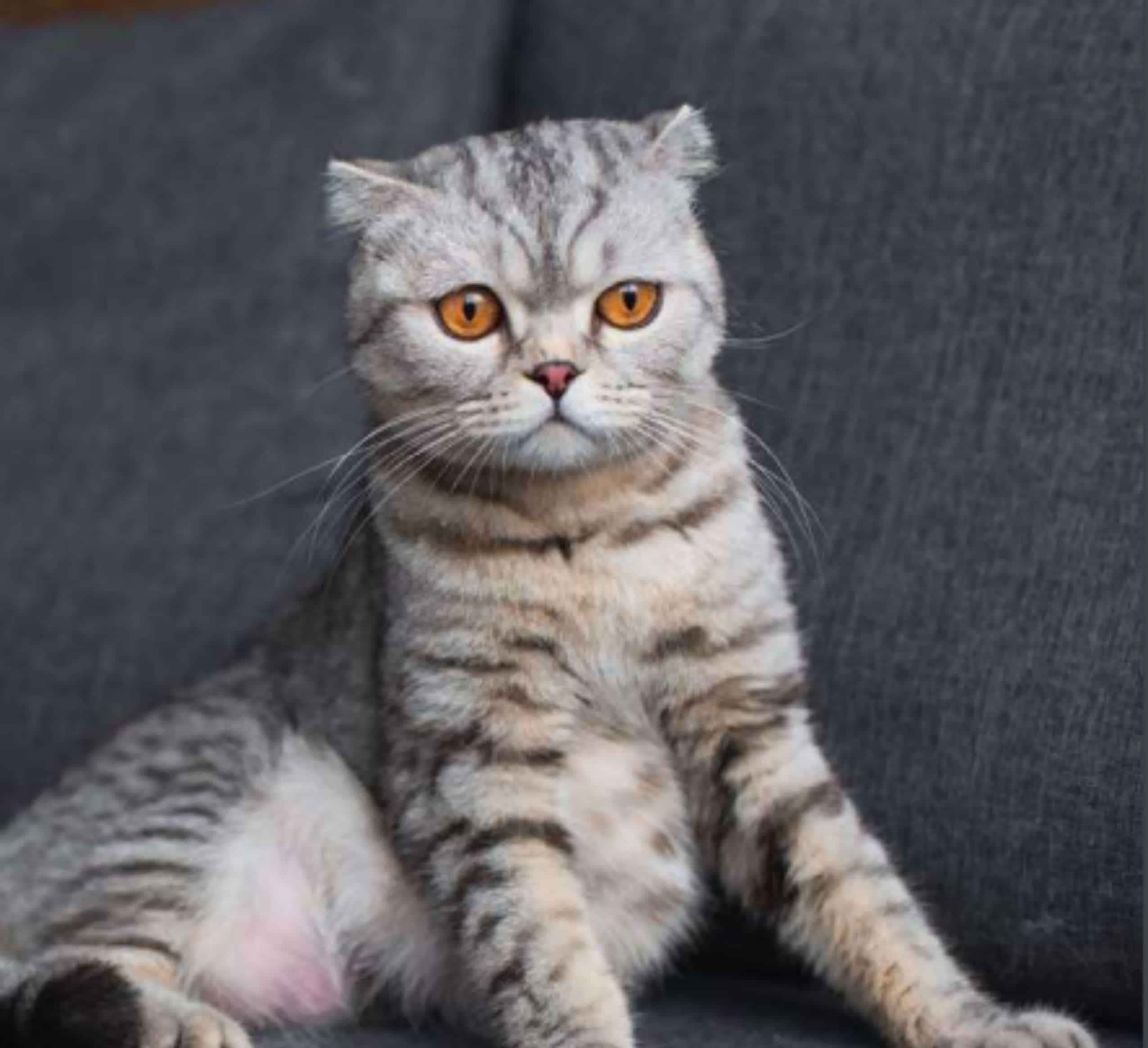 How Do Tabby Cats Get Their Stripes how-do-tabby-cats-get-their-stripes