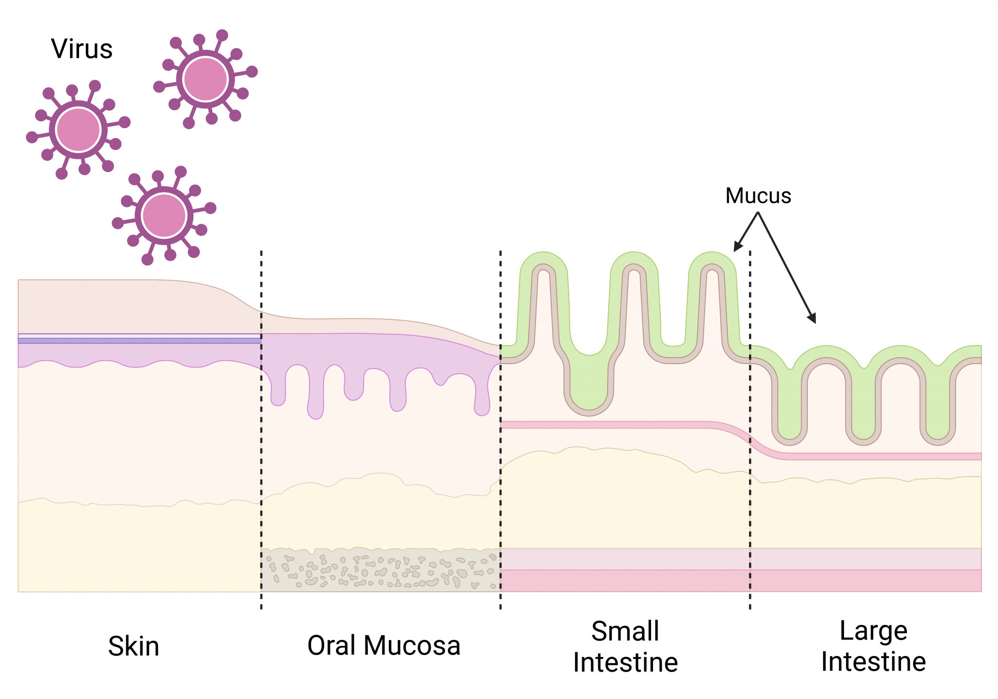 How Does The Body Fight Viruses?
