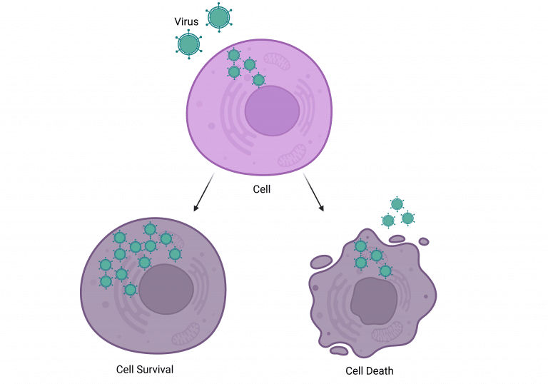 How Does The Body Fight Viruses?
