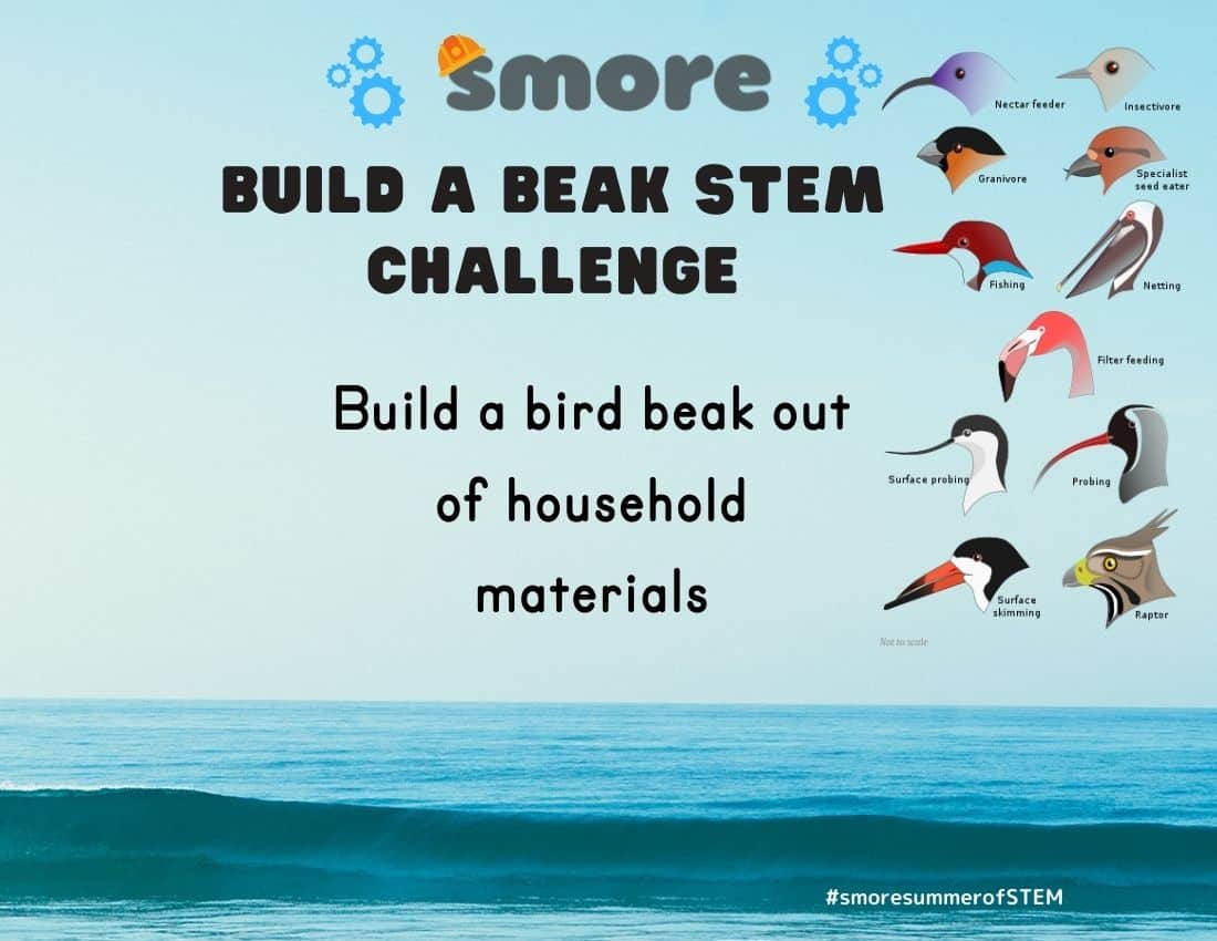 Build-a-Bird Beak STEM Challenge