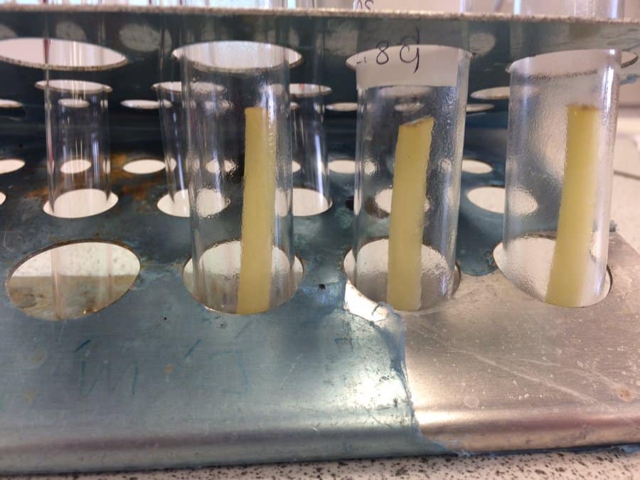 Potato Osmosis Experiment