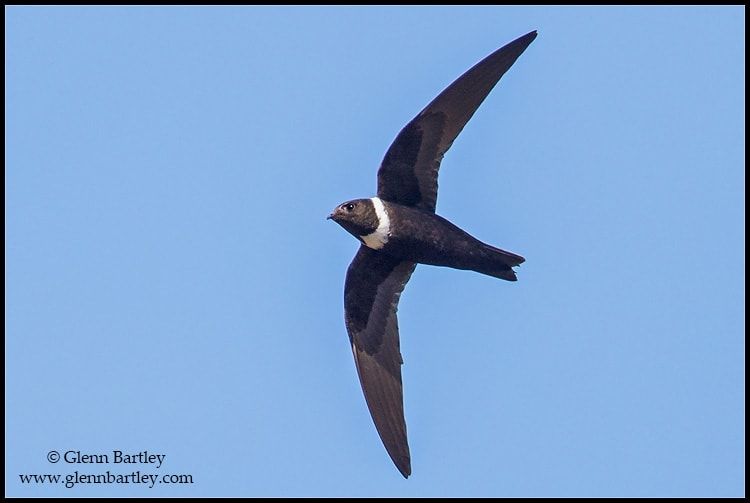 Canon 7D Mark II - A Bird's Eye View - Review by Glenn Bartley