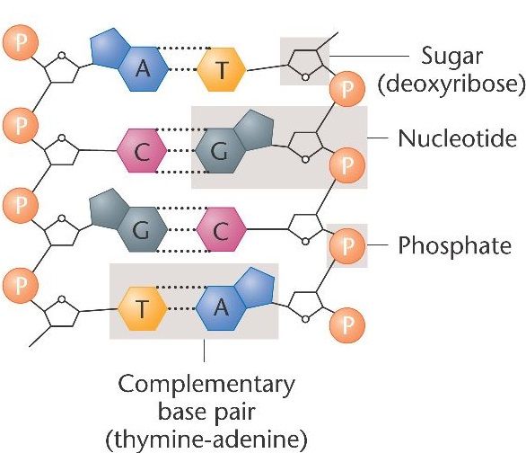 Draw a schematic diagram of a part of double stranded dinucleotide DNA ...