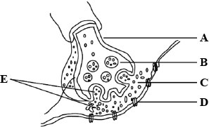 In the following diagram showing axon terminal and synapse A, B, C, D ...