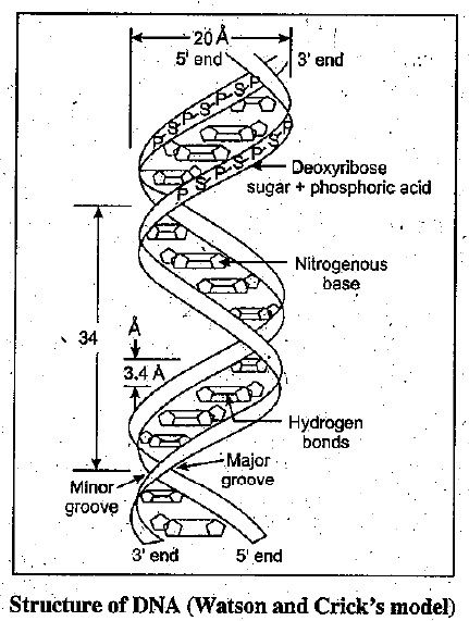 Describe Watson and Crick's model of DNA.